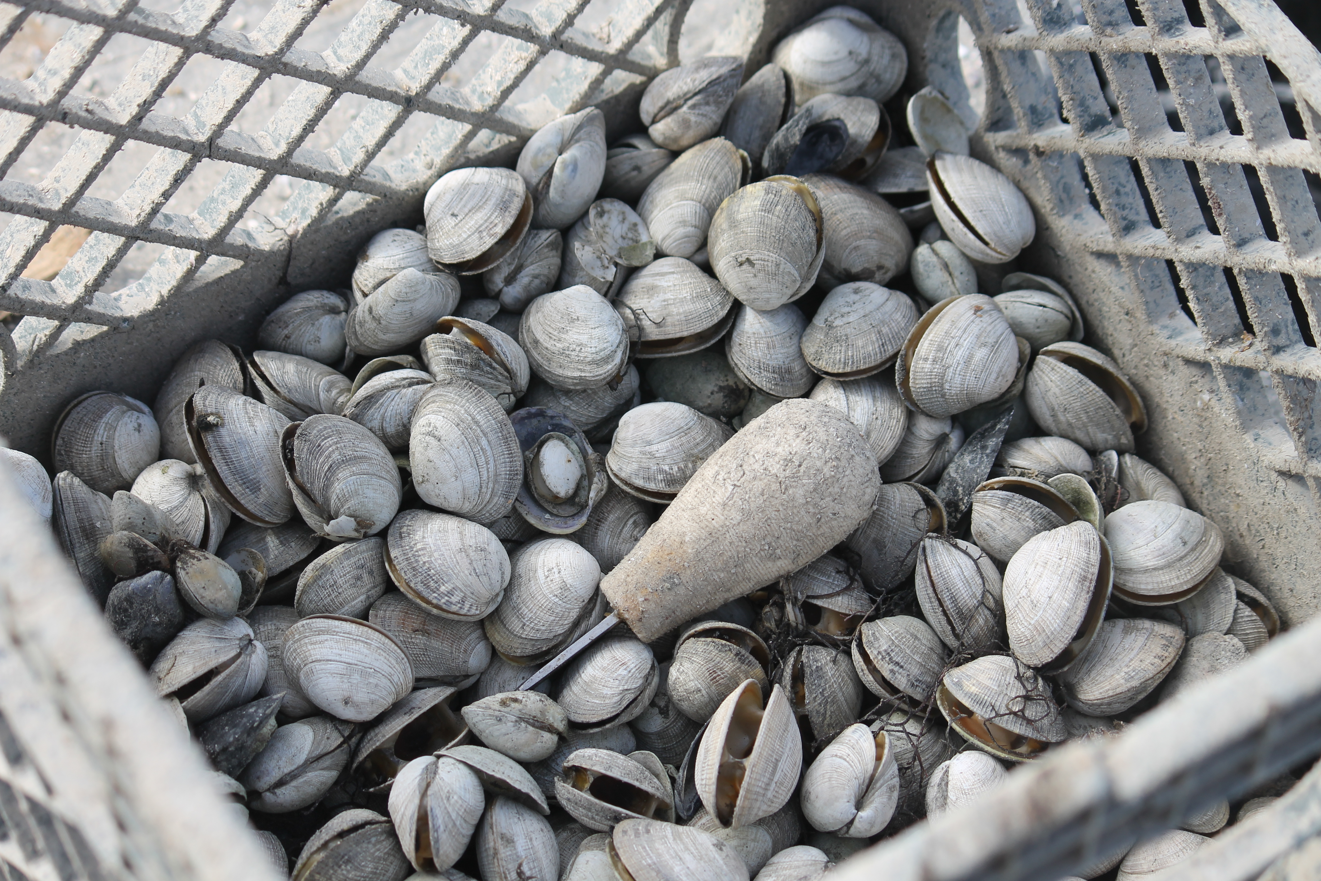 Rachel Merriman-Goldring | Pulitzer Center