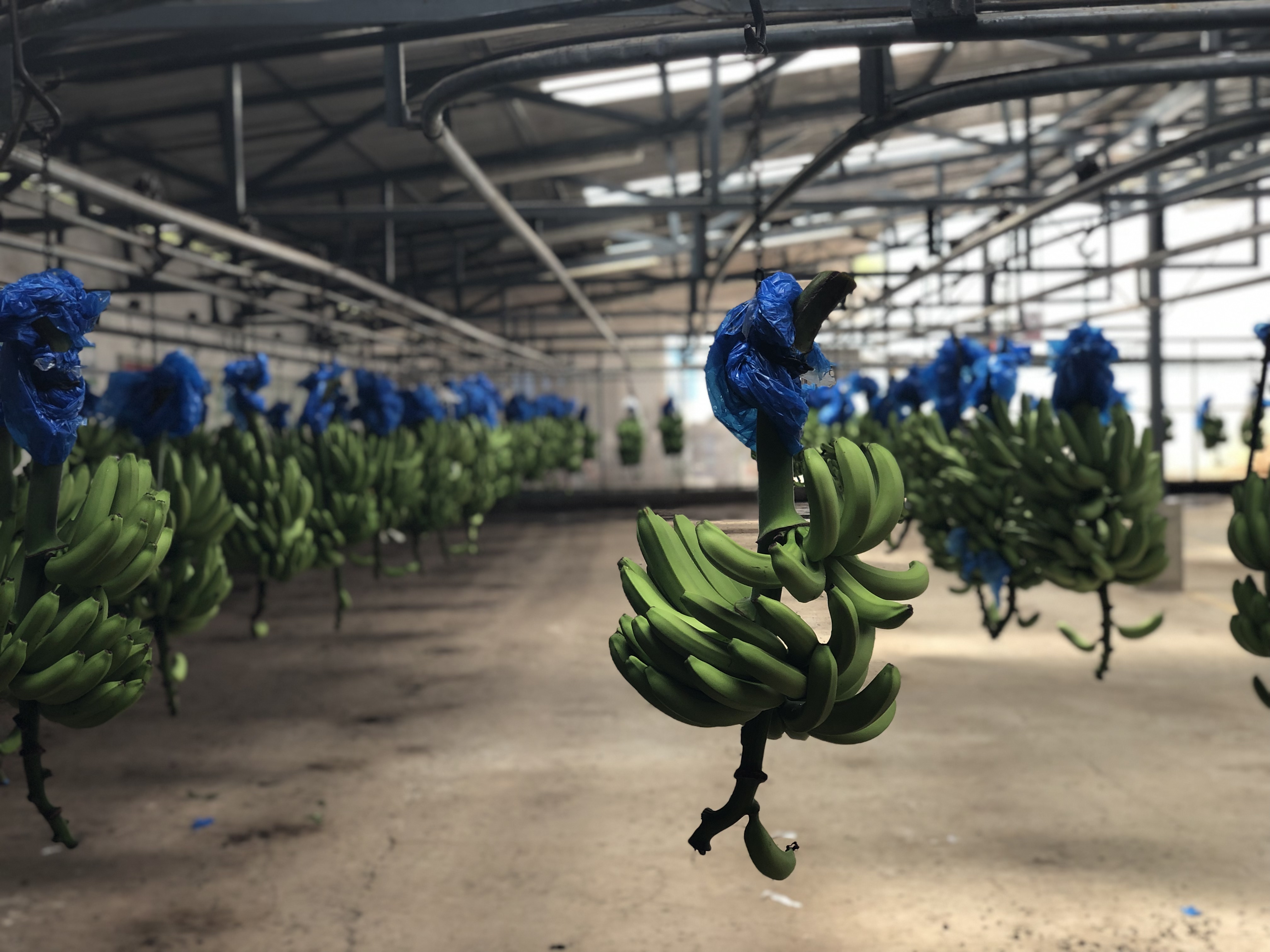 The Deadly Side of America’s Banana Obsession | Pulitzer Center