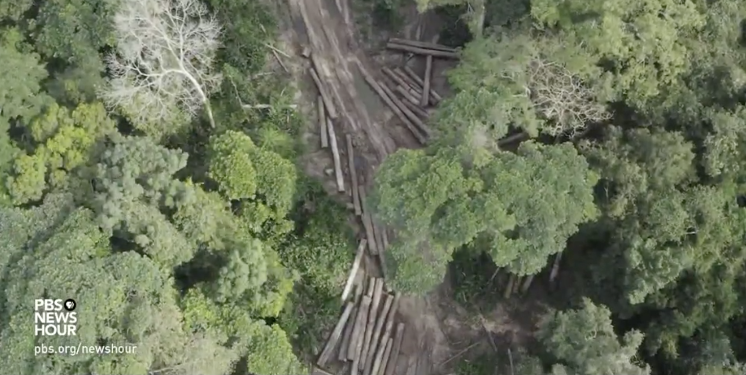 Logging Threatens Congo Basin’s Critical Rainforest | Pulitzer Center
