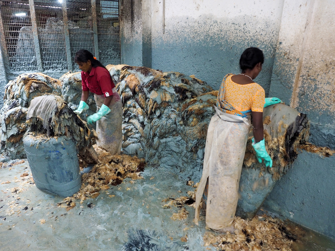 India: Toxic Tanneries | Pulitzer Center