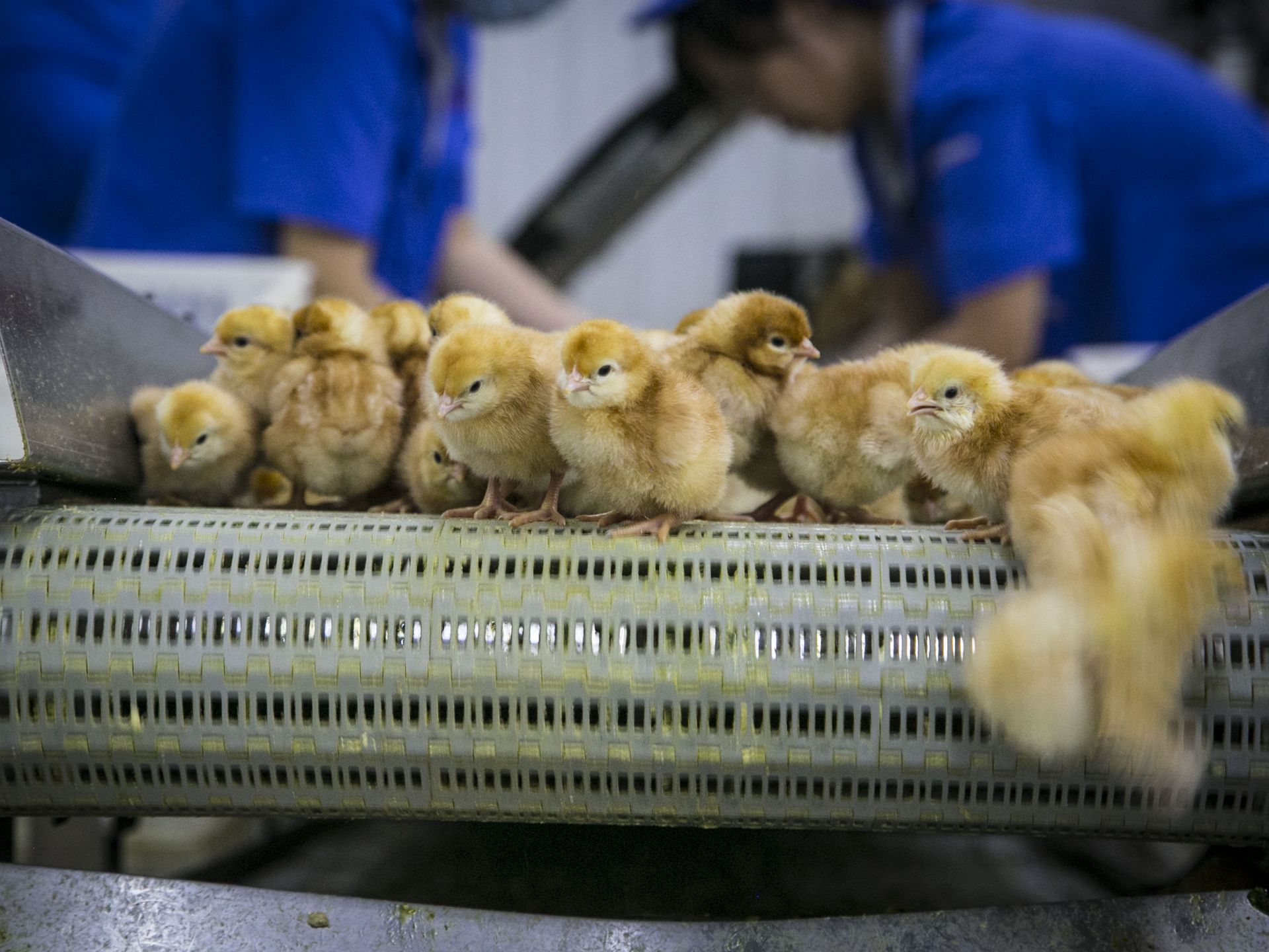 Feeding China | Pulitzer Center