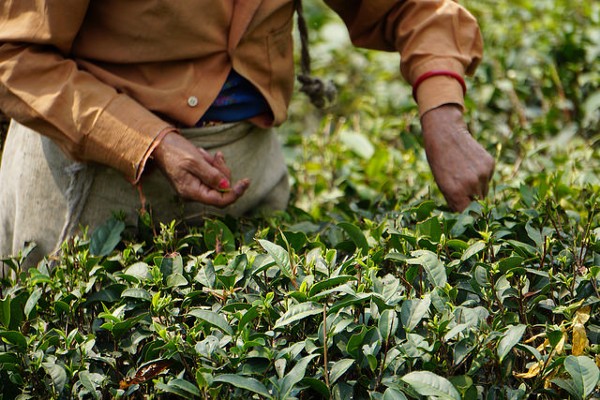 Like Darjeeling Tea? Meet One of the First Women Factory Managers in ...