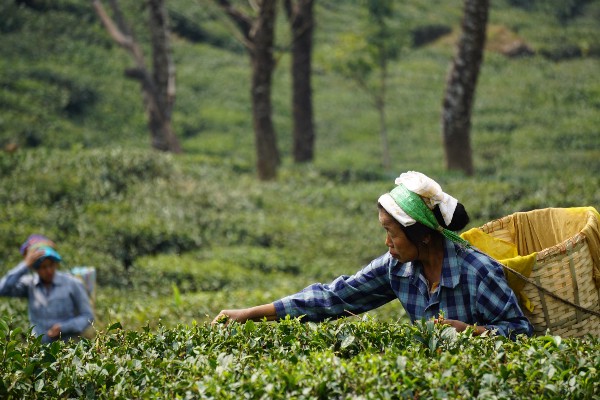 Like Darjeeling Tea? Meet One of the First Women Factory Managers in ...