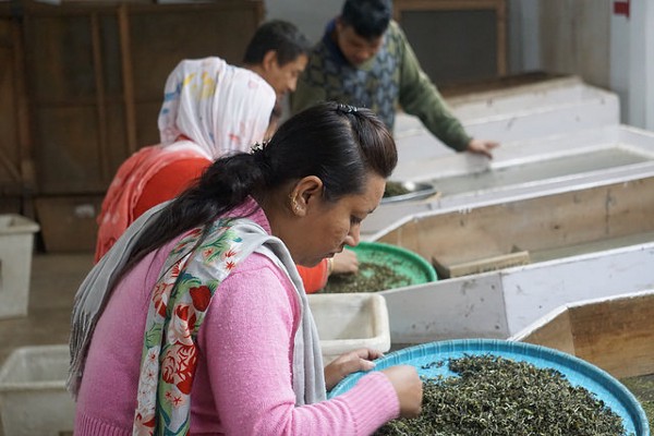Like Darjeeling Tea? Meet One of the First Women Factory Managers in ...