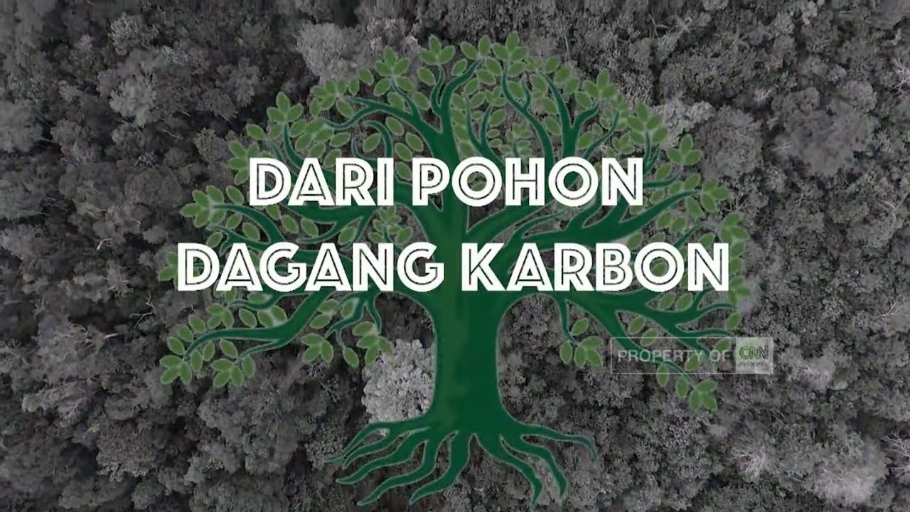 Protecting the Forest Through Carbon Trading | Pulitzer Center