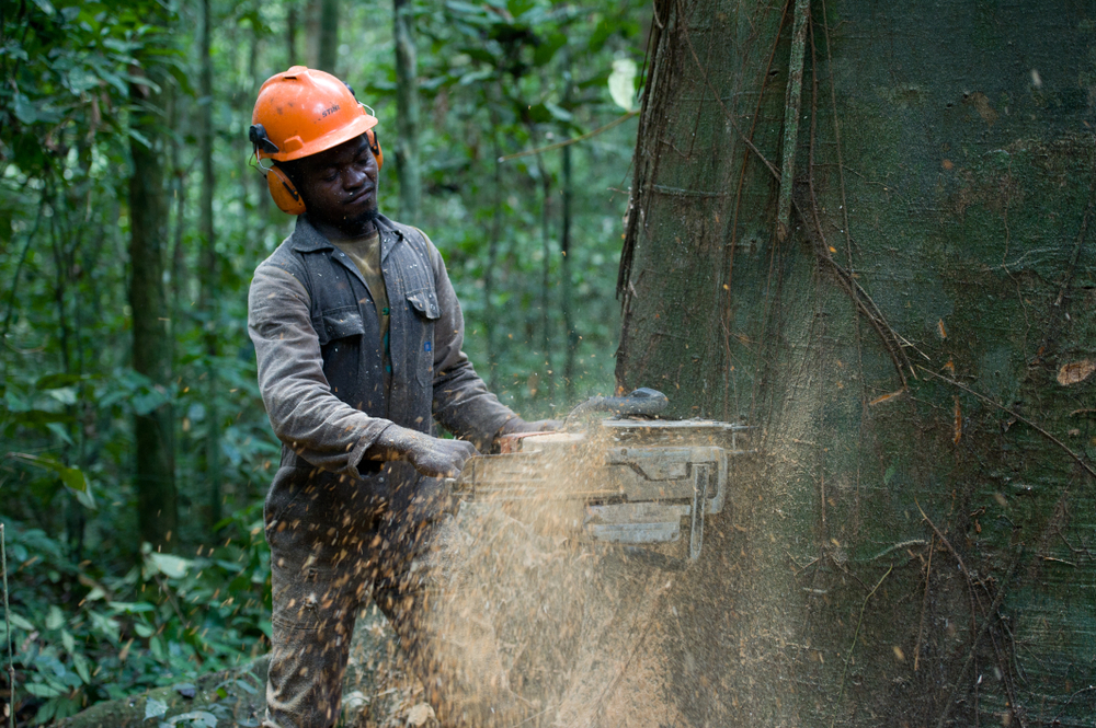 The Consequences of Deforestation on the Indigenous Peoples of Congo ...
