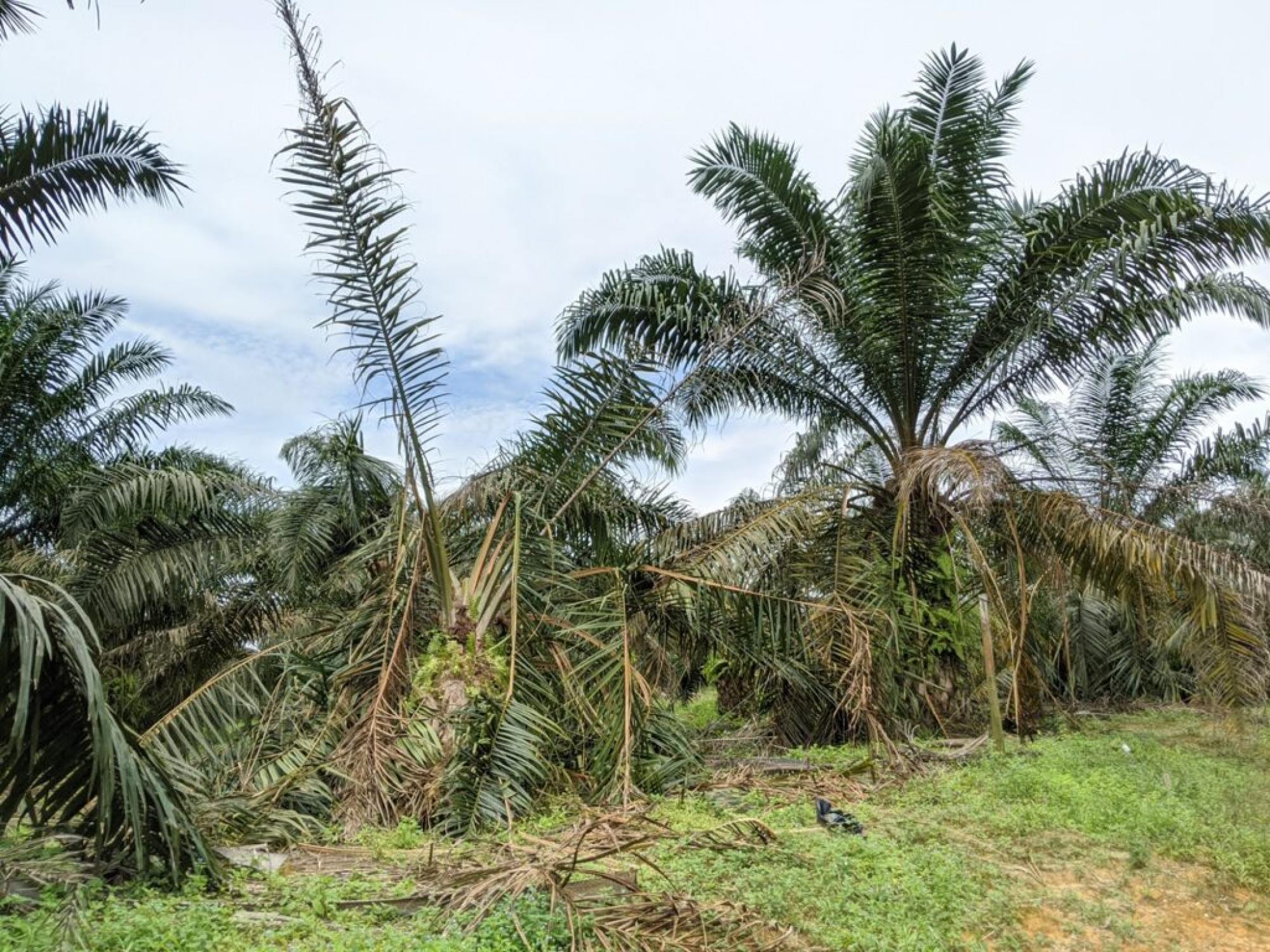 Forest Plantations on the Rise. What's the Deal? | Pulitzer Center