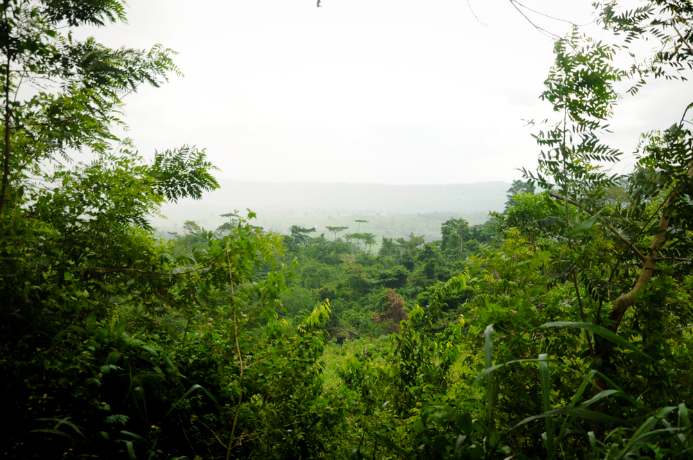 How China’s Appetite for Rosewood Fuels Illegal Logging in Ghana ...
