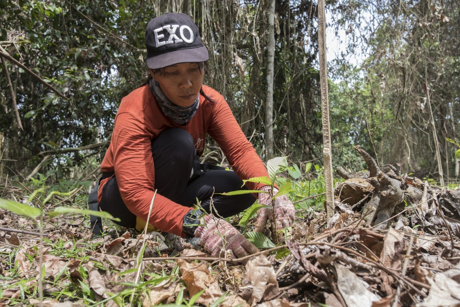 Reforesting Borneo During the Pandemic | Pulitzer Center