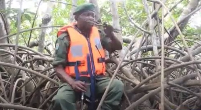 Mangrove Logging, a Threat to the Ecosystem | Pulitzer Center