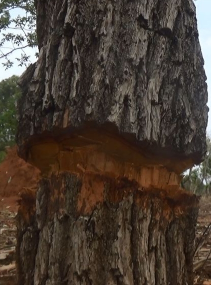 How Rosewood is Stolen in Cameroon, Laundered in Nigeria, and Exported ...