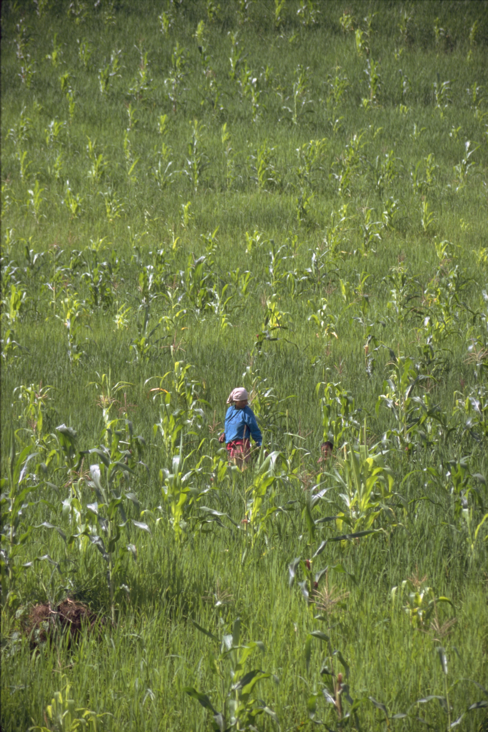 Land and Life: Indigenous Filipinos’ Ancestral Domain Rights | Pulitzer ...