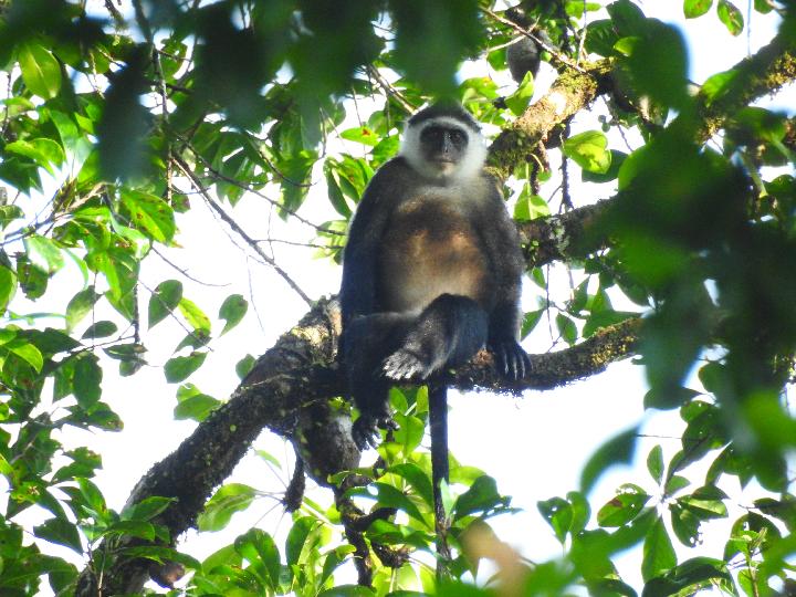 The Struggle To Protect the Last Forest on Pagai Island | Pulitzer Center