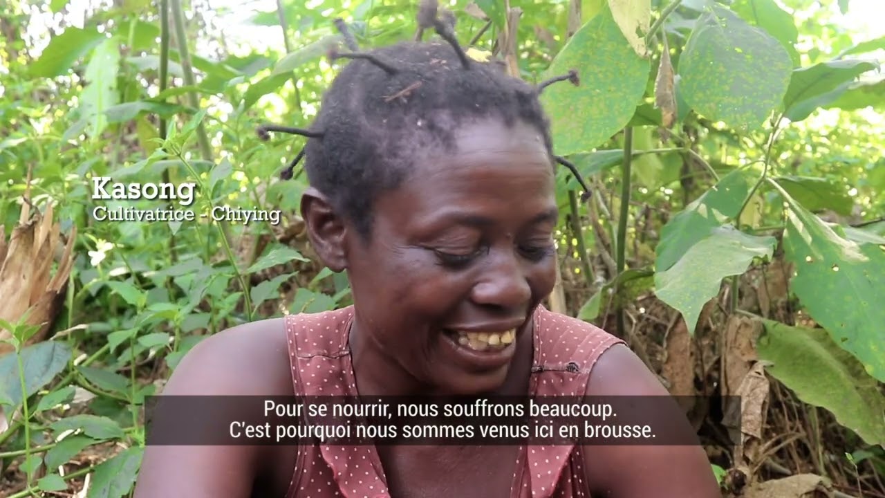 Corn and Beans Destroy the Savannah Forests of Central DRC | Pulitzer ...