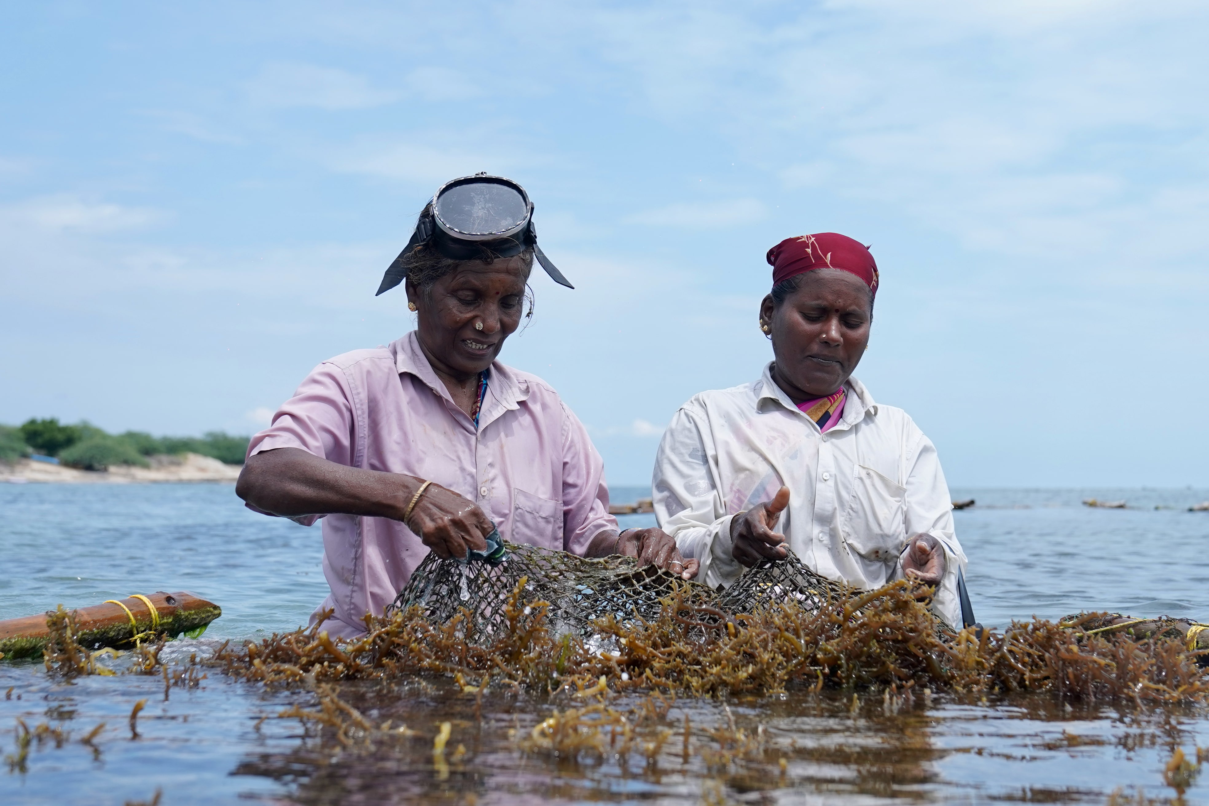 The Rise and Fall of a Commercial Seaweed — and a Community’s Fortunes ...