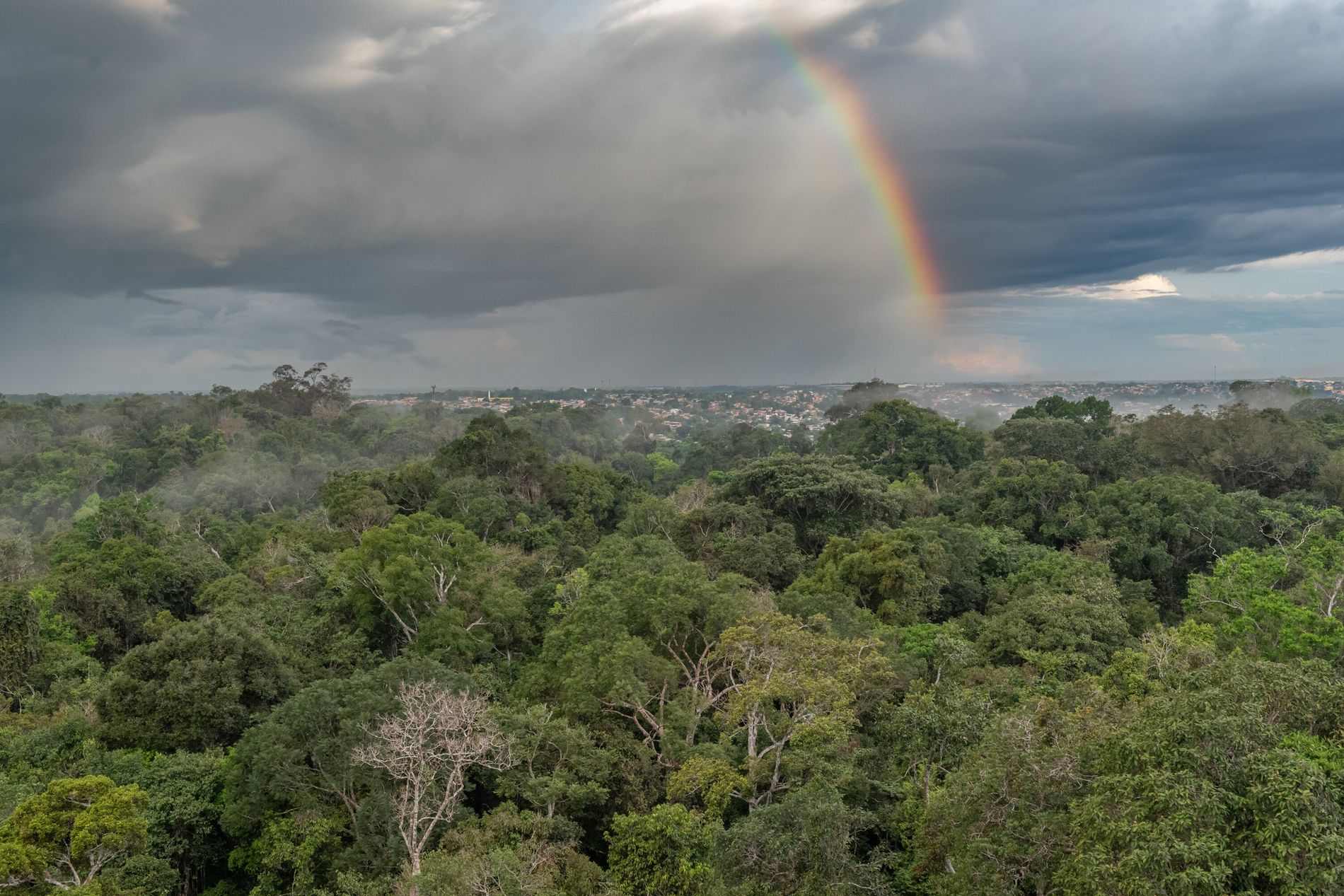 The Impact of the Pandemic on Conservation Projects in the Amazon ...