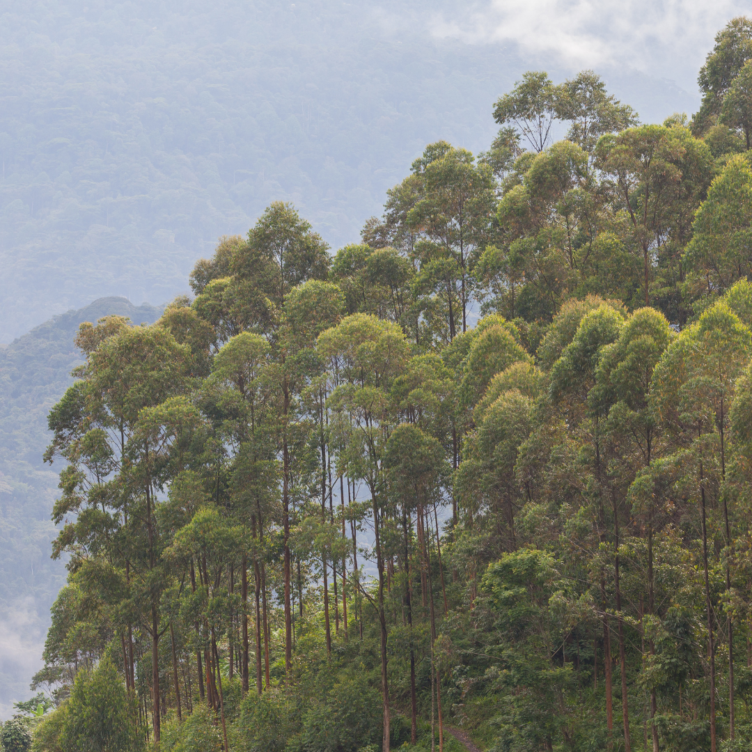Uganda Takes to the Courts To Stop Land Grabs and Protect Forests ...