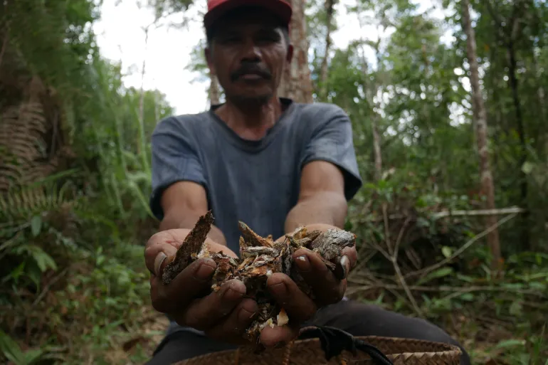 Linking Paper Pulp Deforestation in Indonesia and Forced Labor in ...