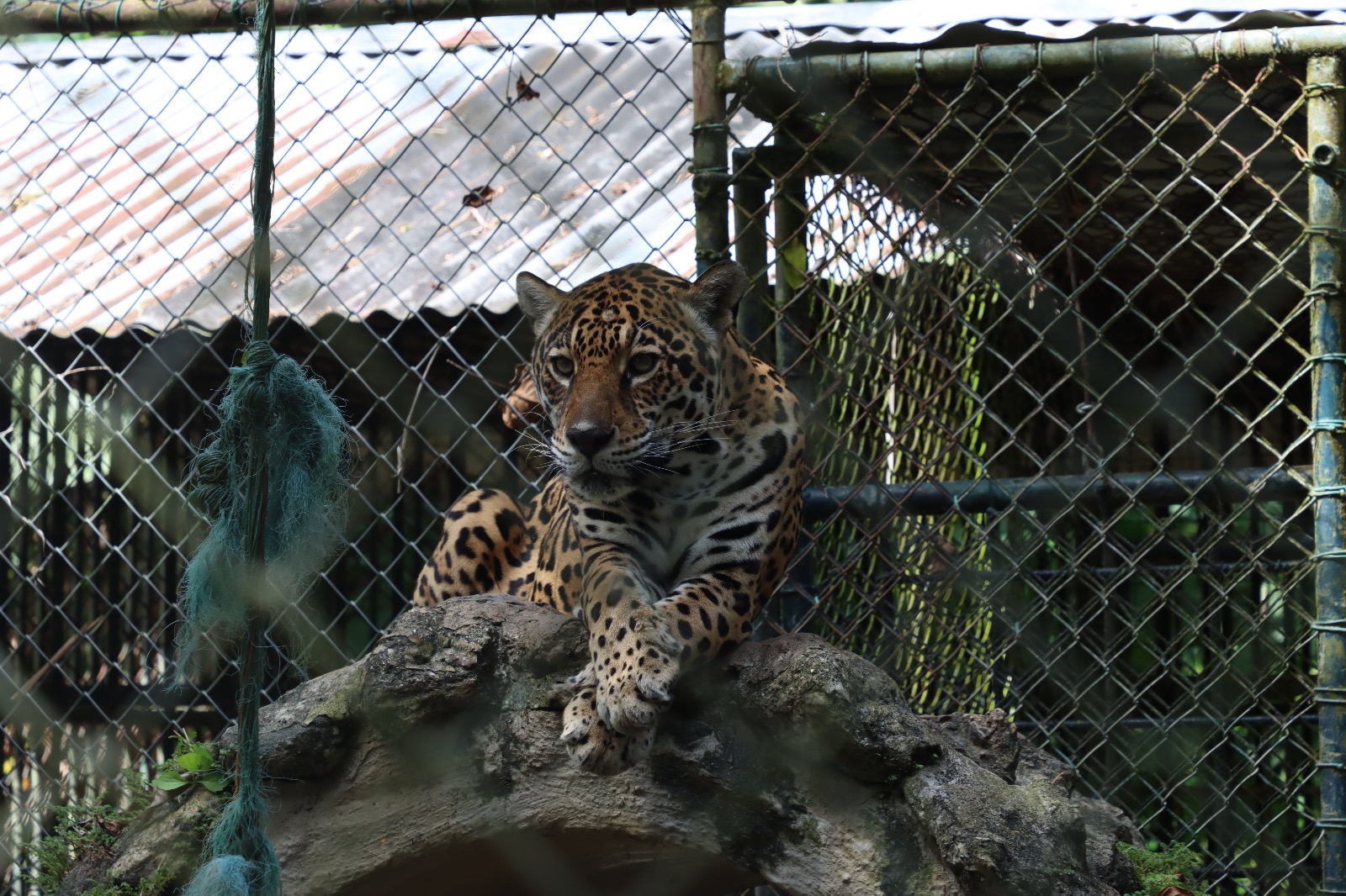 The Jaguar's Shadow: Illegal Hunting and Trafficking in Suriname ...