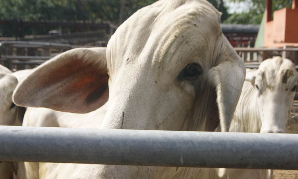 Deforestation and Greenwashing in the Amazon | Pulitzer Center