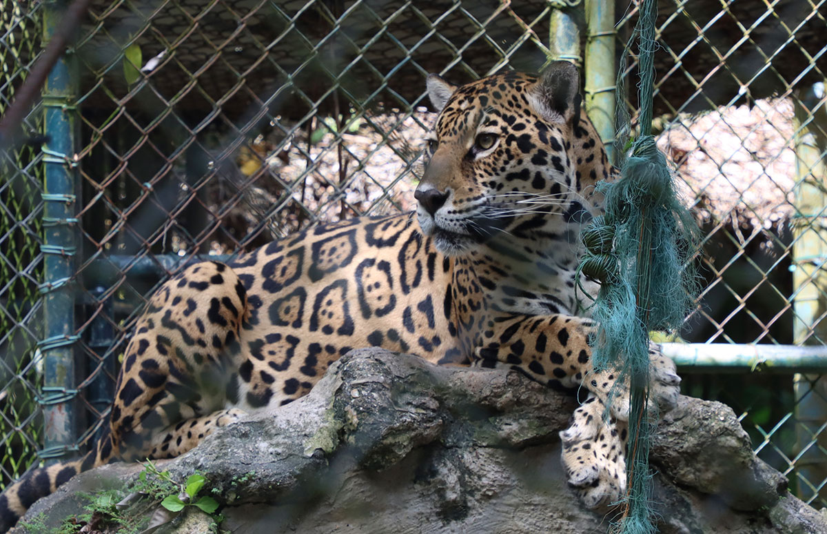 The Jaguar's Shadow: Illegal Hunting and Trafficking in Suriname ...