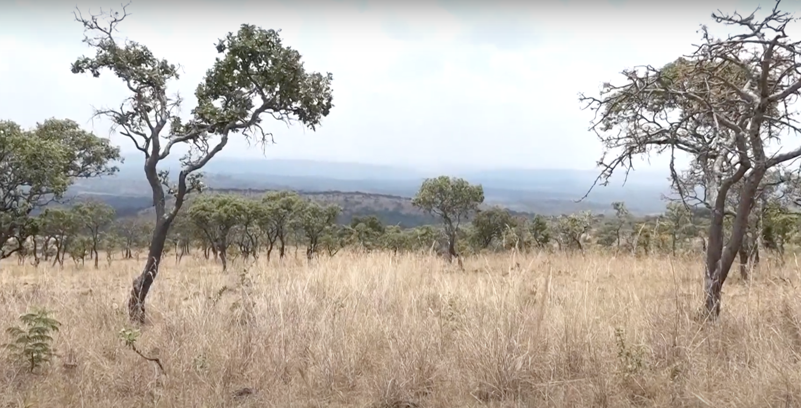The Impact of the Decline in Family Farmland on Forests | Pulitzer Center