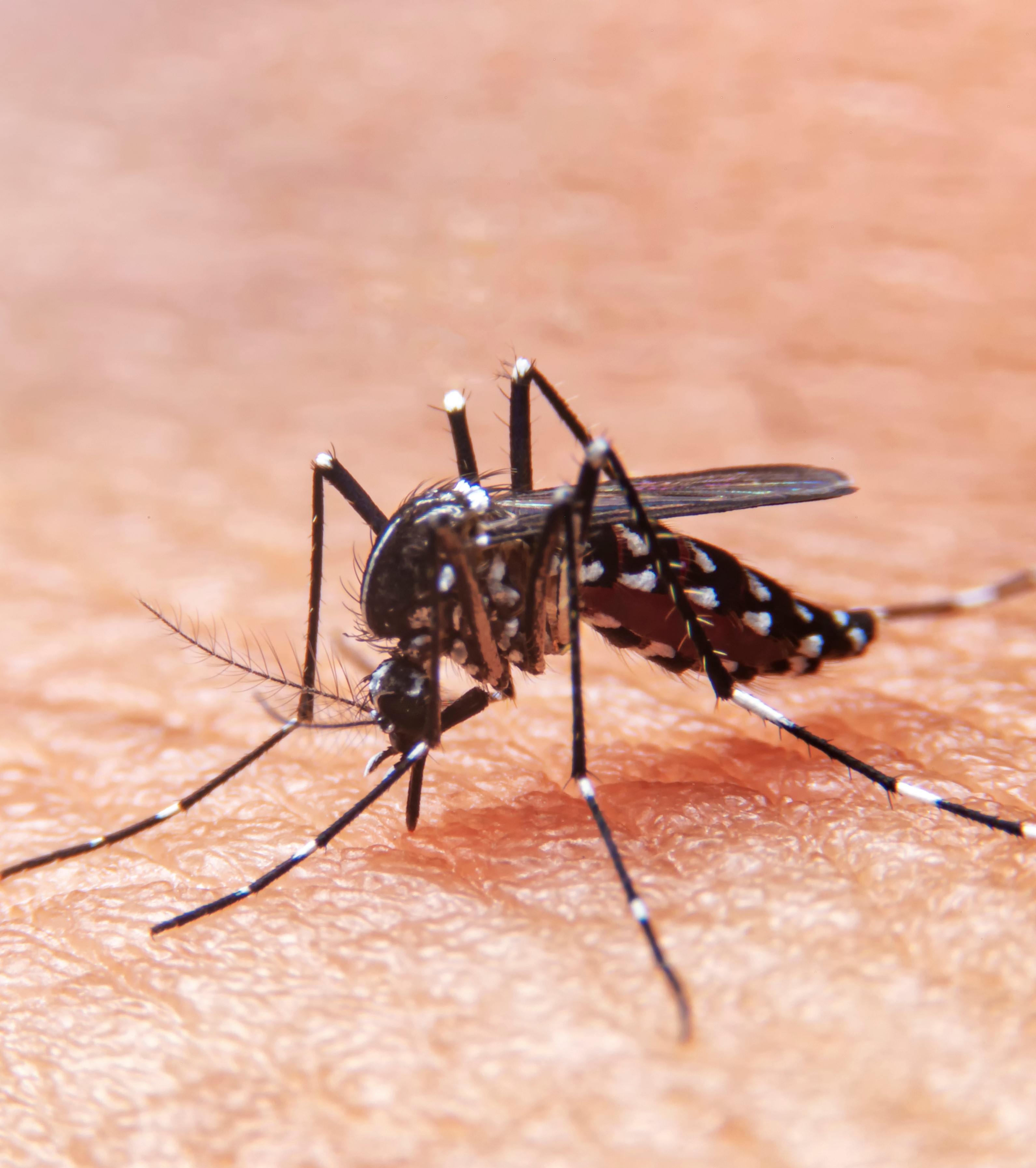 Dengue: The Silent Fight of an Expanding Epidemic (Spanish) | Pulitzer ...