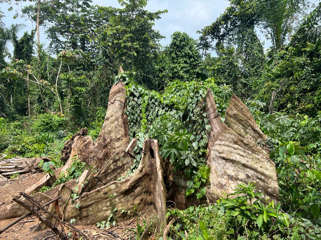 Quand les autorités et leurs familles s'invitent dans l'exploitation ...