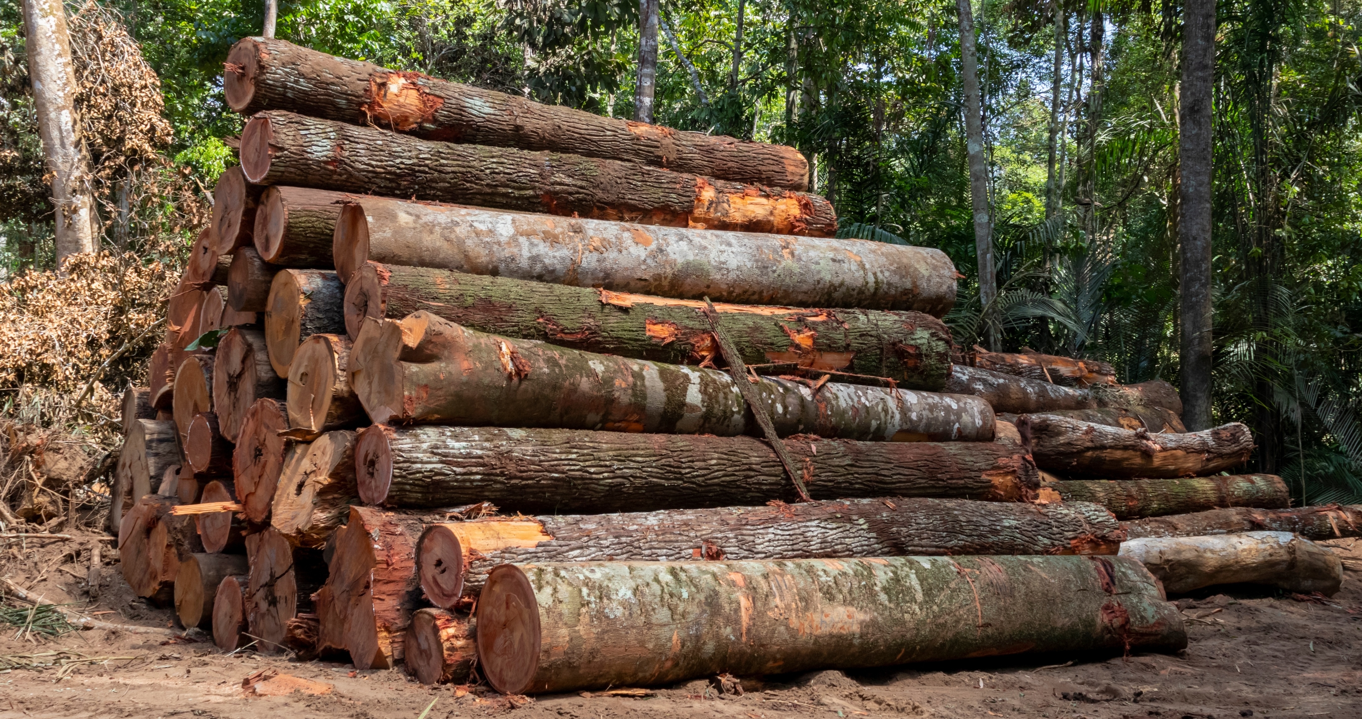 Dipteryx Project: The Algorithm That Alerts High Risks of Illegality of ...