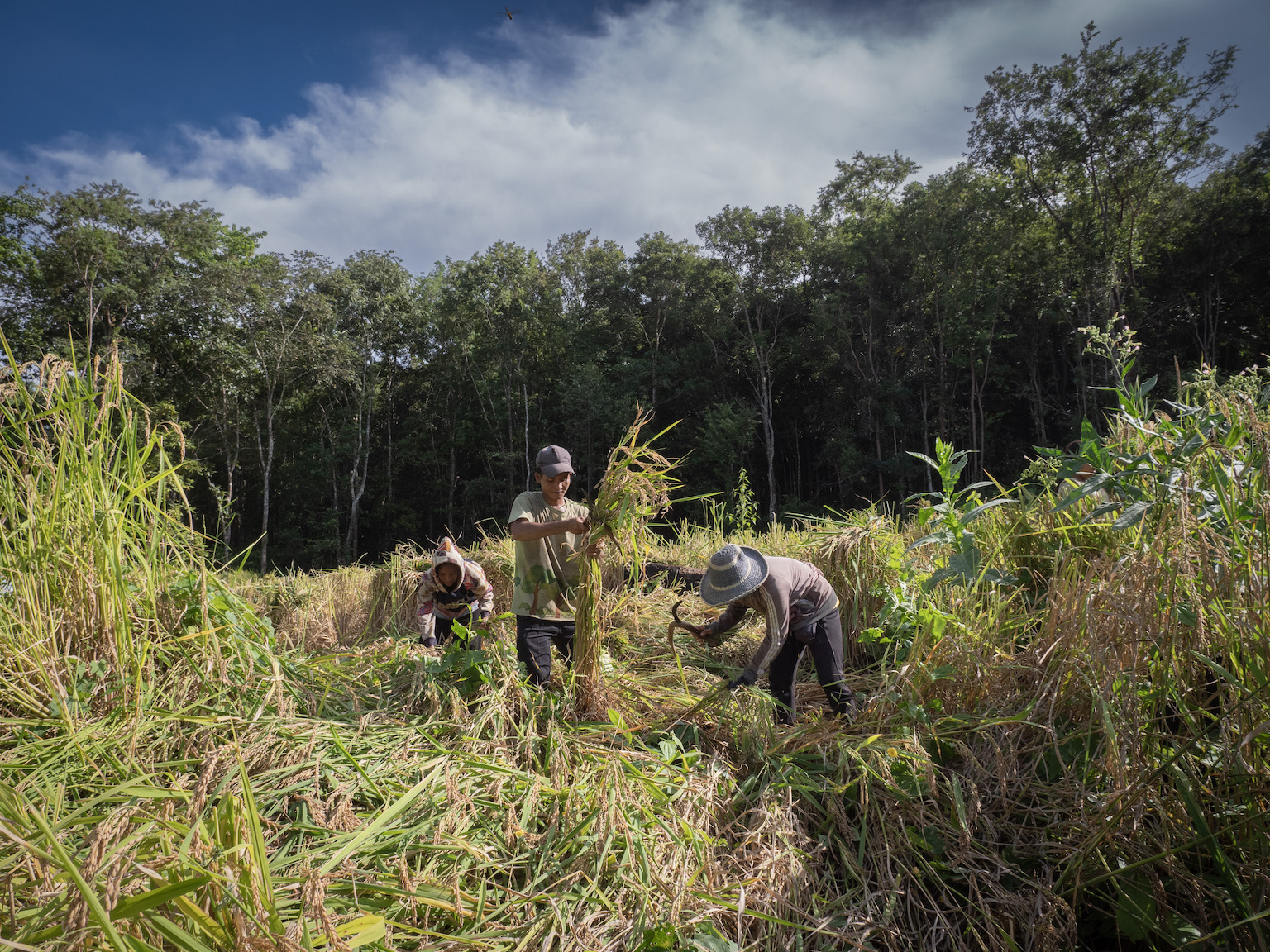 Conflicted Conservation for Cambodia’s Indigenous Peoples | Pulitzer Center