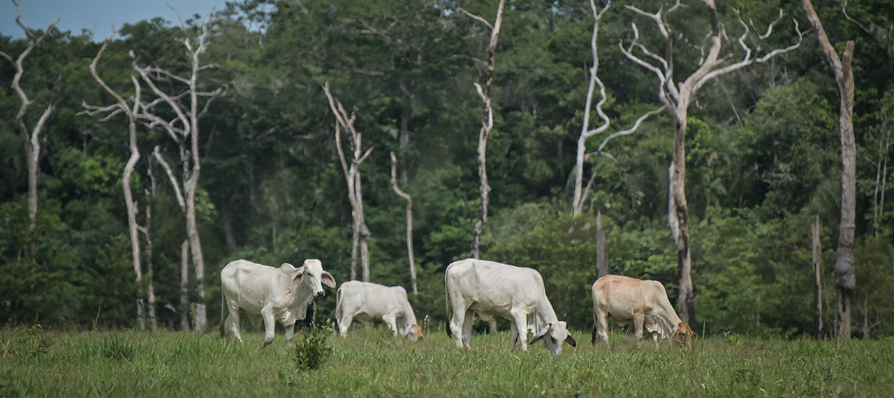 Colombia: The Crossroads of the Nukak Makú Reserve and Indigenous ...