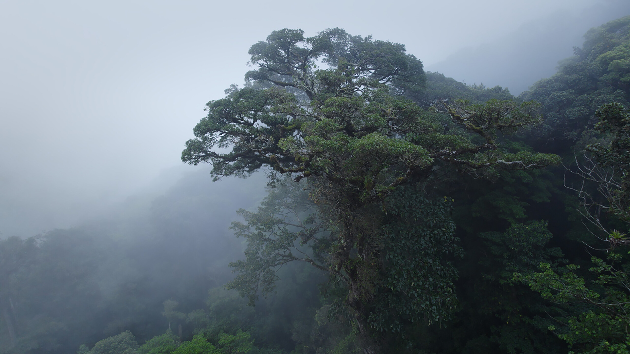 Climate Change Is Drying Out Canopy Plants—That Could Mean Less Water for the Entire Rainforest ...