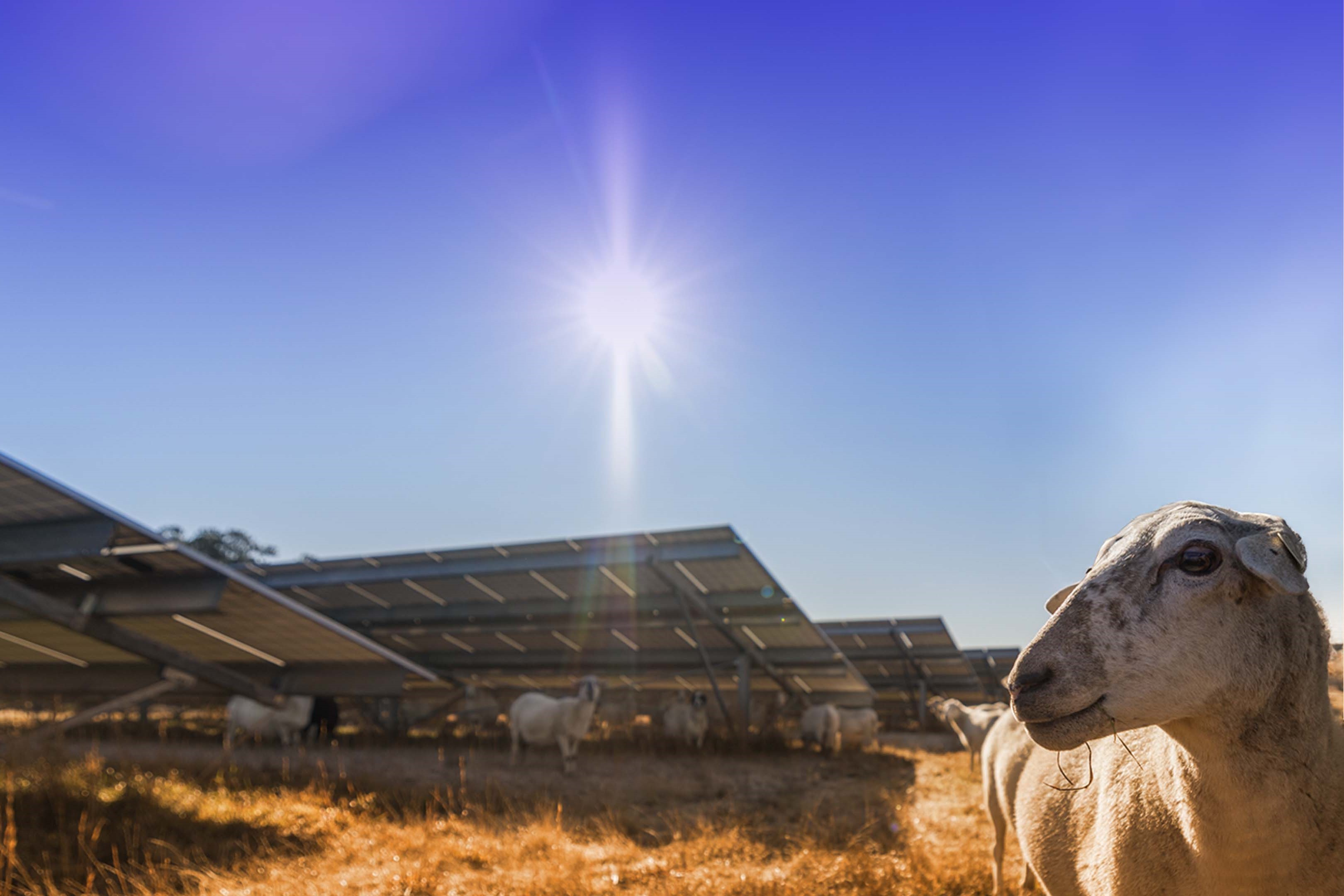 Sheep and Solar: A Perfect Match | Pulitzer Center
