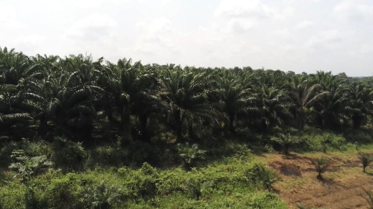 Feeding the Congo Basin | Pulitzer Center