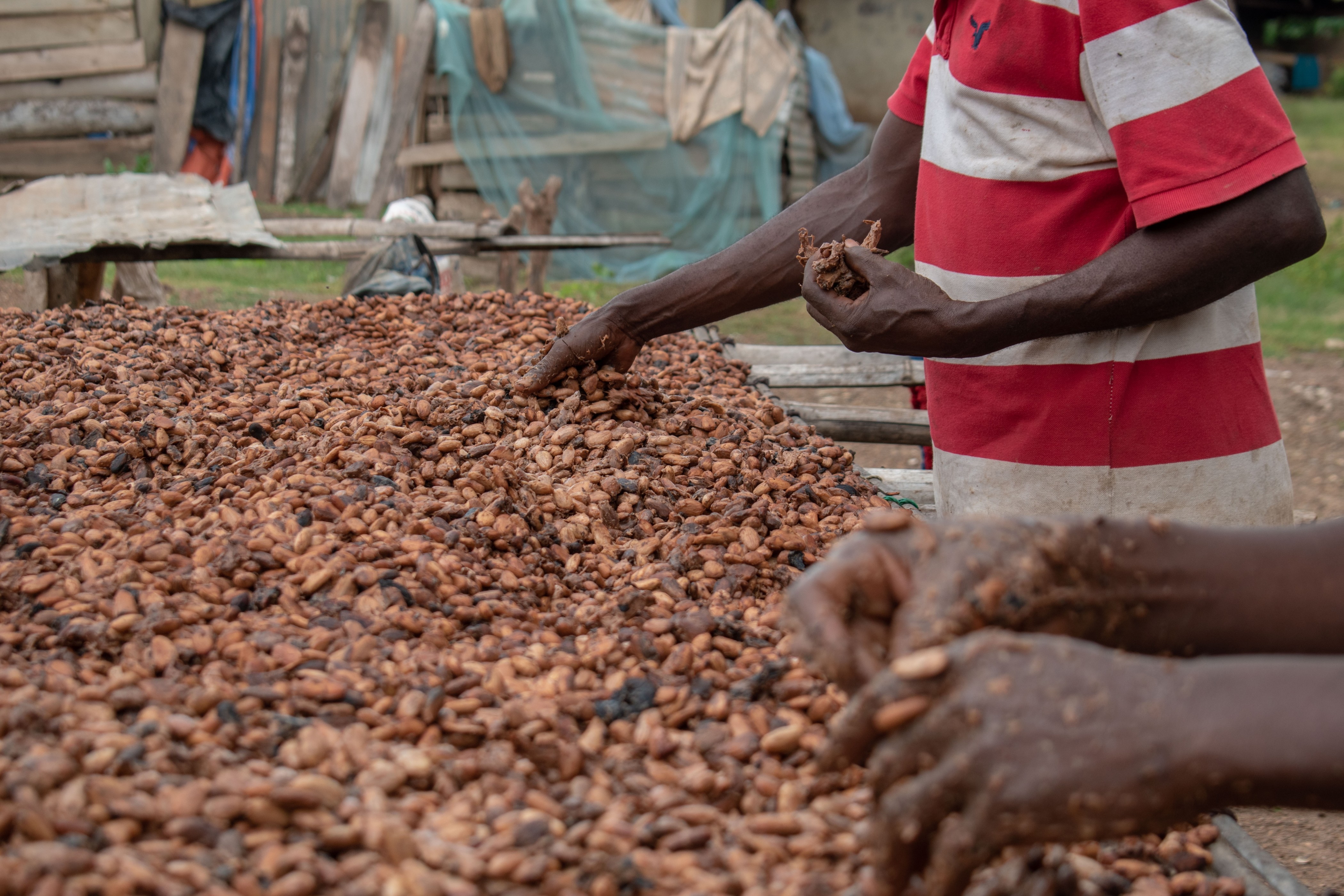 Cocoa and Child Labor in Côte d’Ivoire: Emerging Changes (French ...