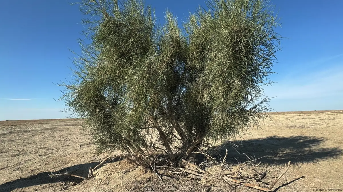 The Aral: When a Sea Becomes a Forest | Pulitzer Center