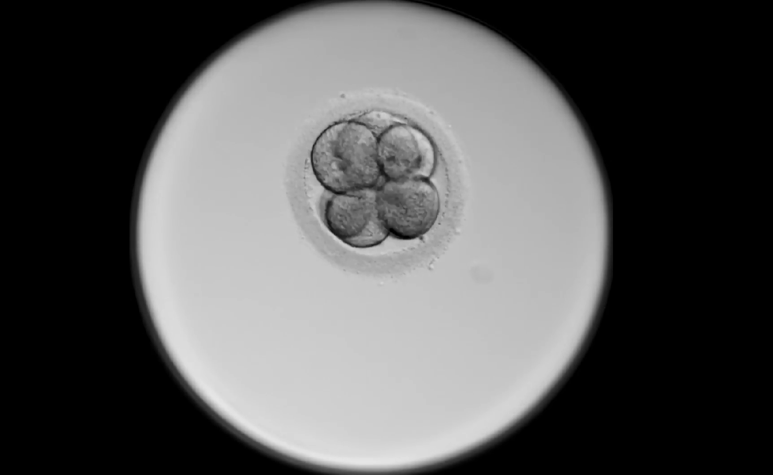 The Future of the Embryo | Pulitzer Center