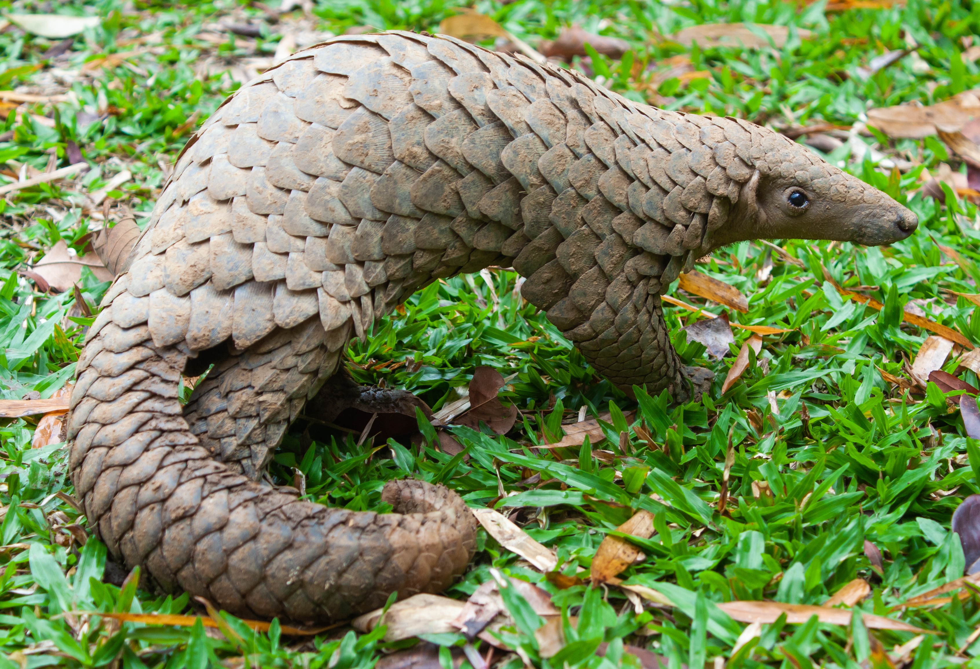 Wildlife Farming and the Emergence of Deadly Infectious Diseases ...