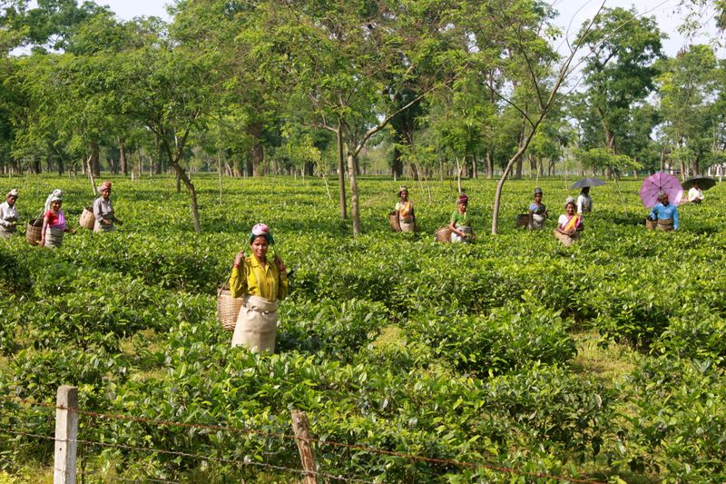 Inside and Behind Assam's Tea Gardens in Northeastern India | Pulitzer ...