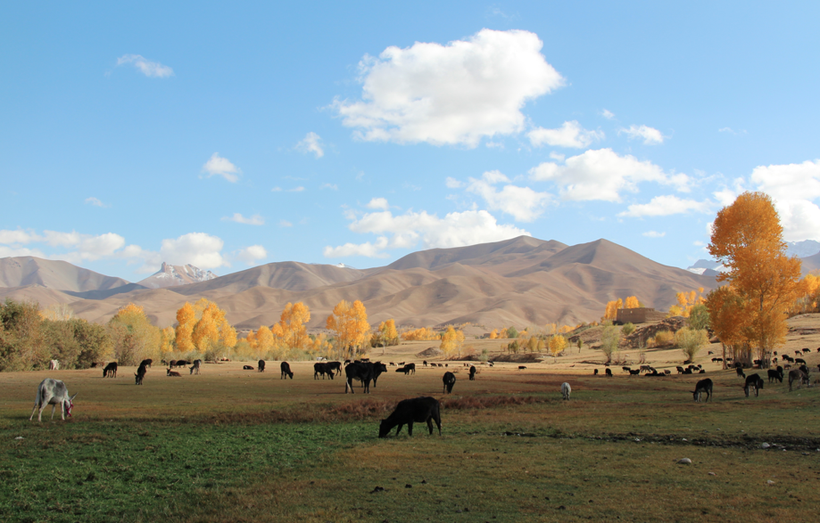 Mujib Mashal | Pulitzer Center