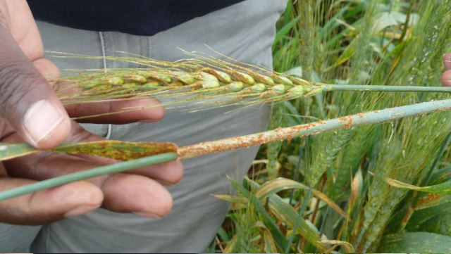 Stalking a Wheat Killer | Pulitzer Center