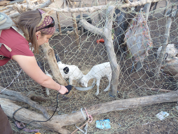 Senegal: Great Green Wall of Trees to Halt the Advance of the Sahara ...