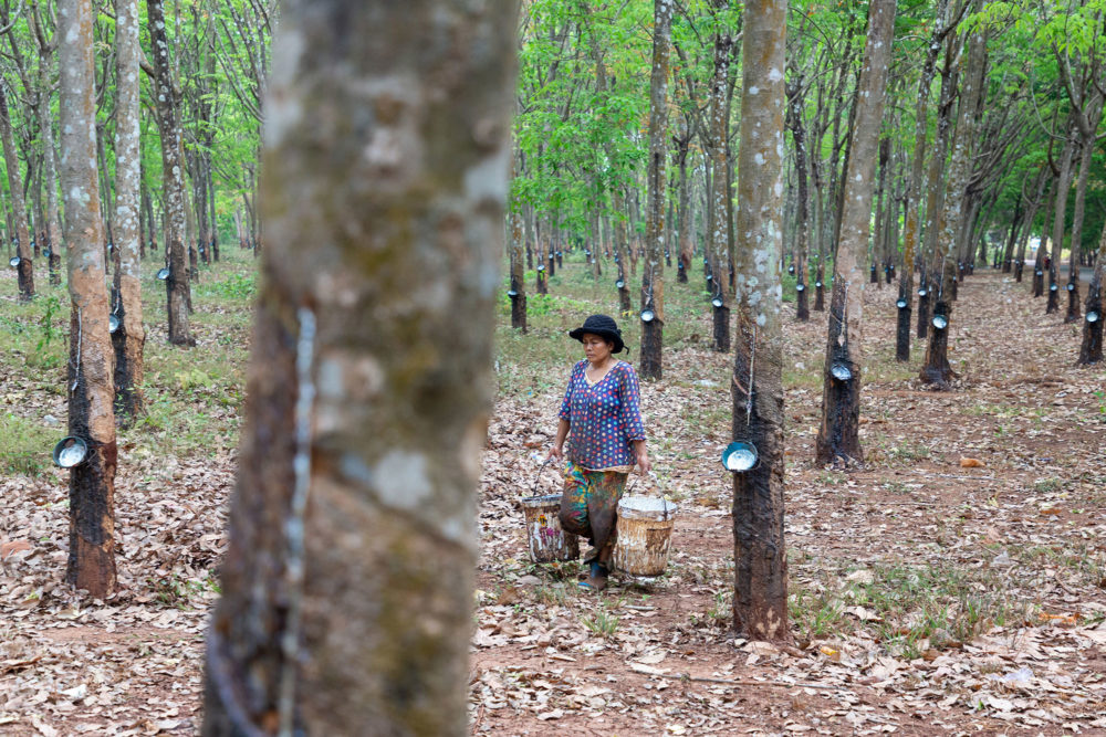 Turning the Tide on the Relentless Destruction of Cambodia’s Forests ...