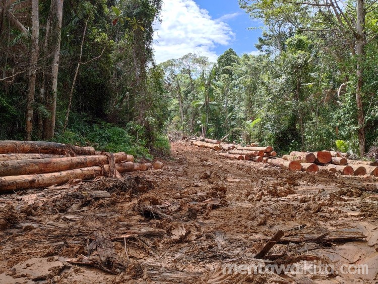 The Threat to Four Endemic Primates and the Biodiversity of Sipora ...