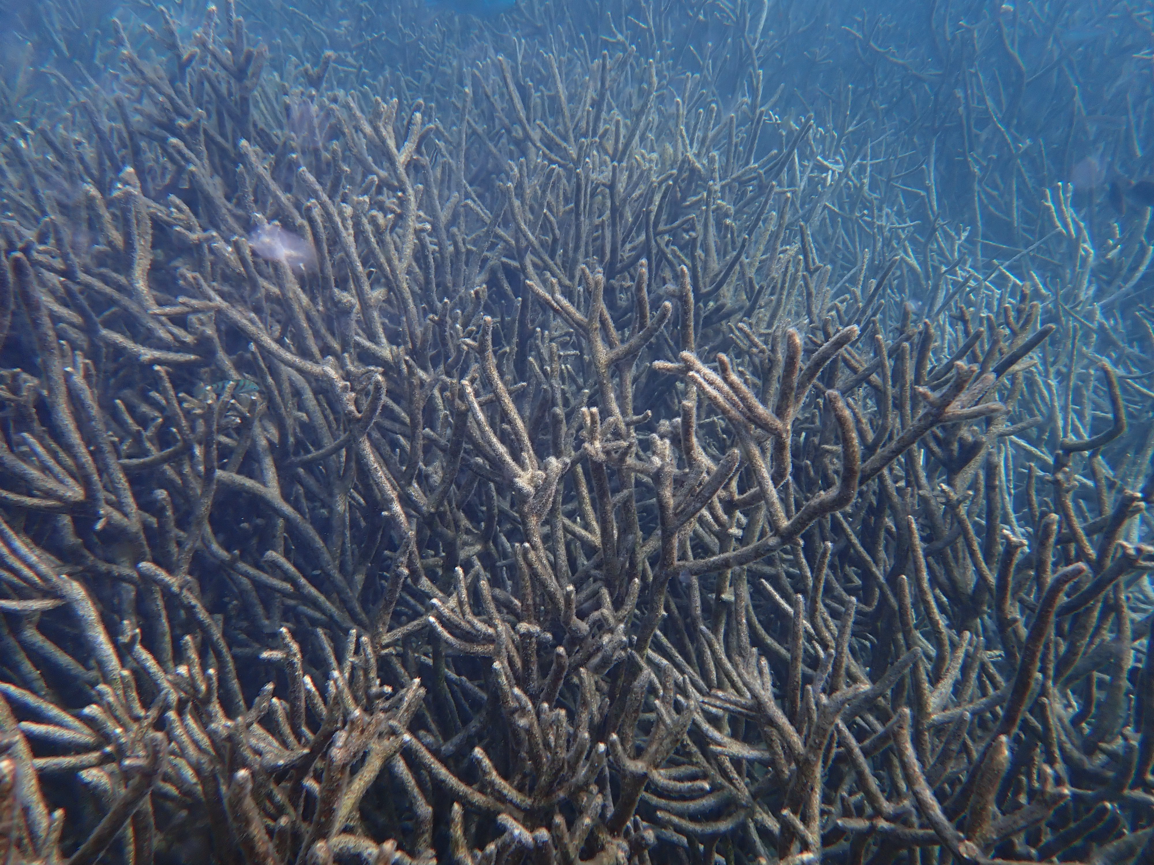 Lakshadweep, Its Corals and Indigenous People: Surviving a Changing ...