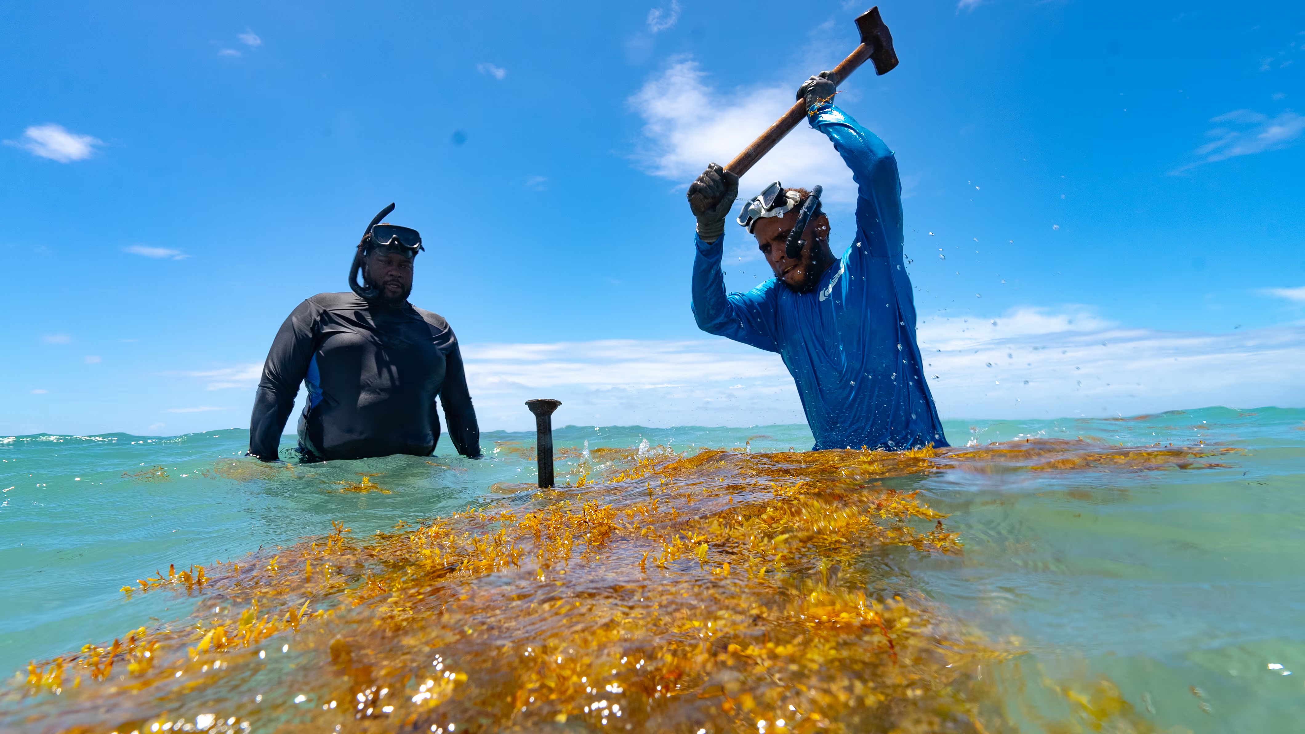 Sargassum, the New ‘Caribbean Gold’?: Challenges and Opportunities ...