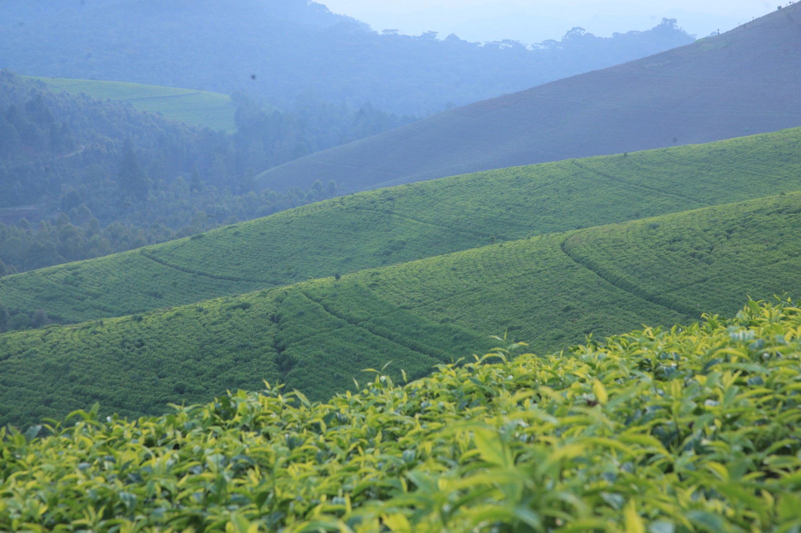 Burundi: Tea Plantations in Kibira Park Accelerate the Drying Up of ...