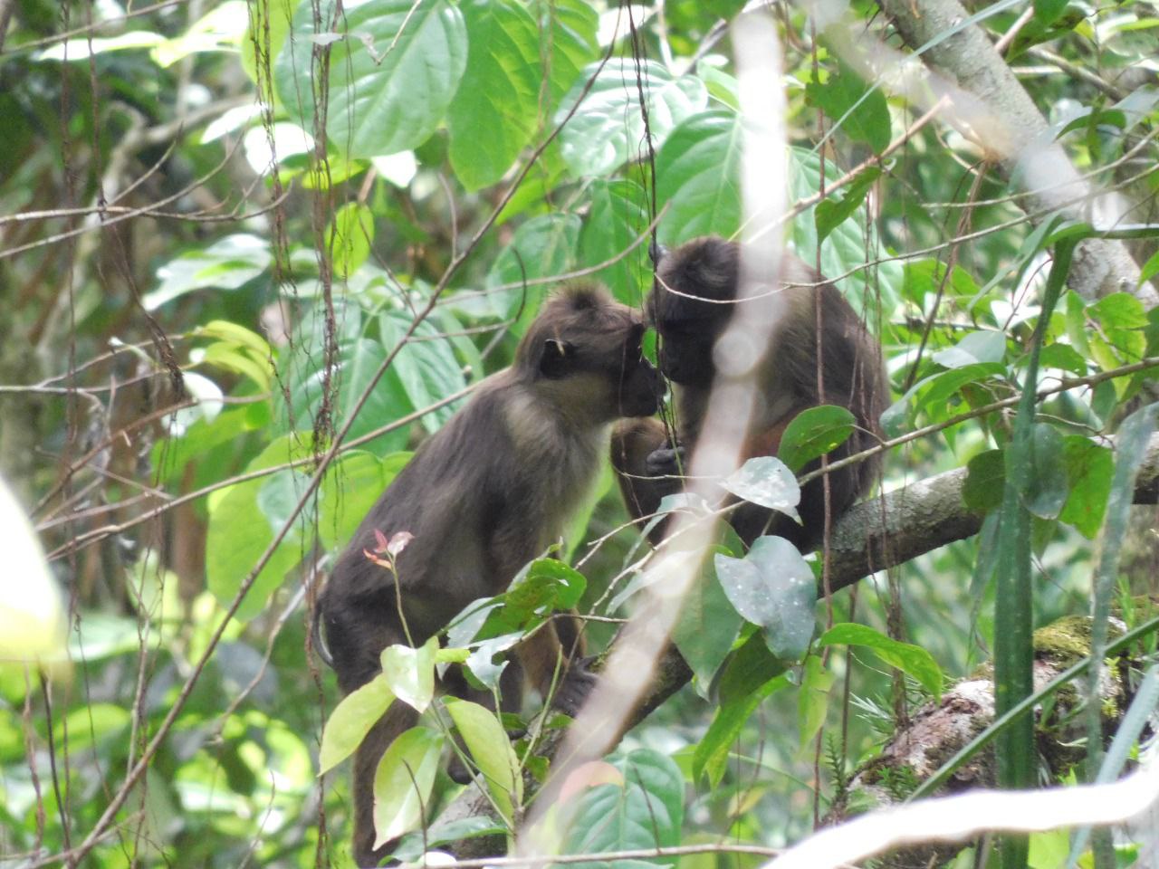 The Threat to Four Endemic Primates and the Biodiversity of Sipora ...