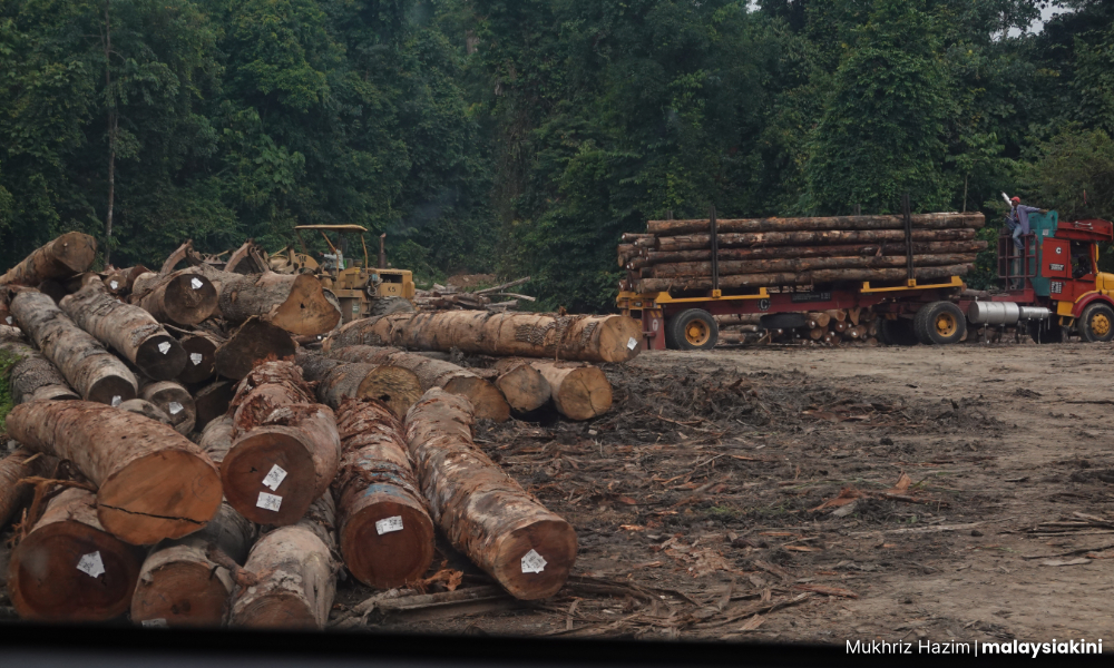 Malaysia's Deforestation Ecosystem | Pulitzer Center