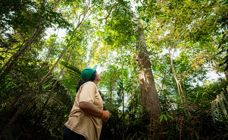 Science Uses AI To Restore the Amazon Rainforest | Pulitzer Center